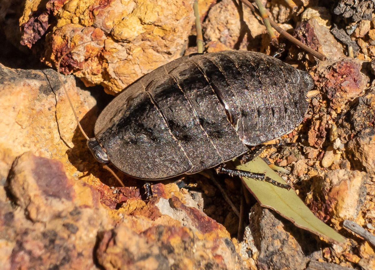 First Block – Bush Blocks Guardians Inc.