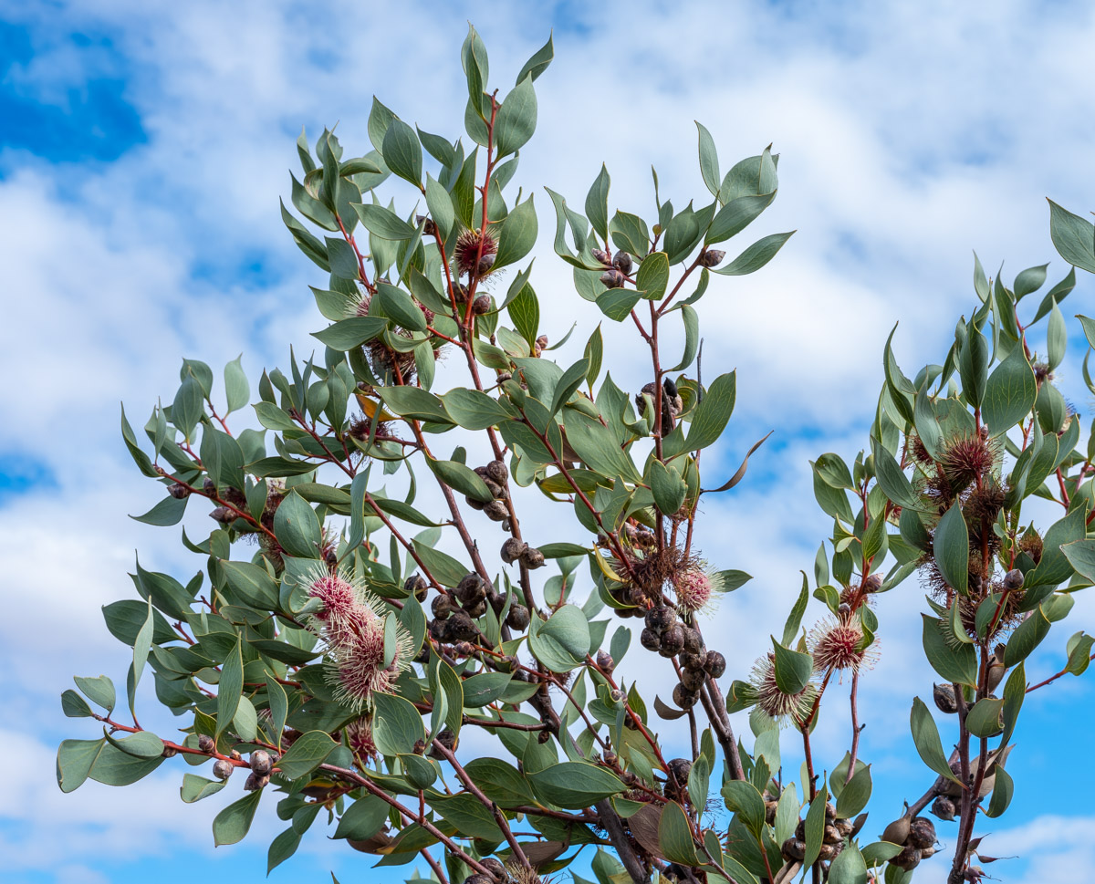 First Block – Bush Blocks Guardians Inc.