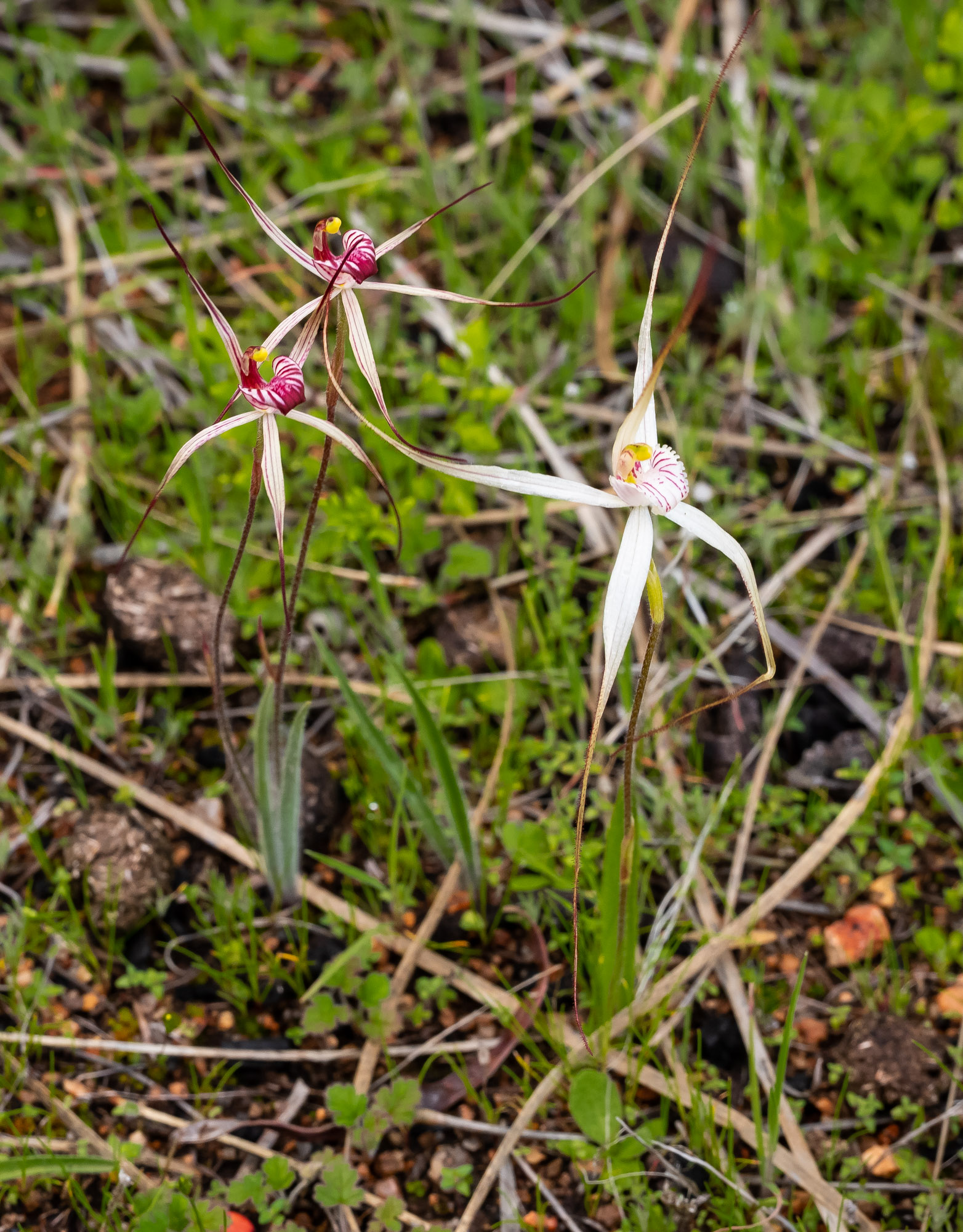 First Block – Bush Blocks Guardians Inc.