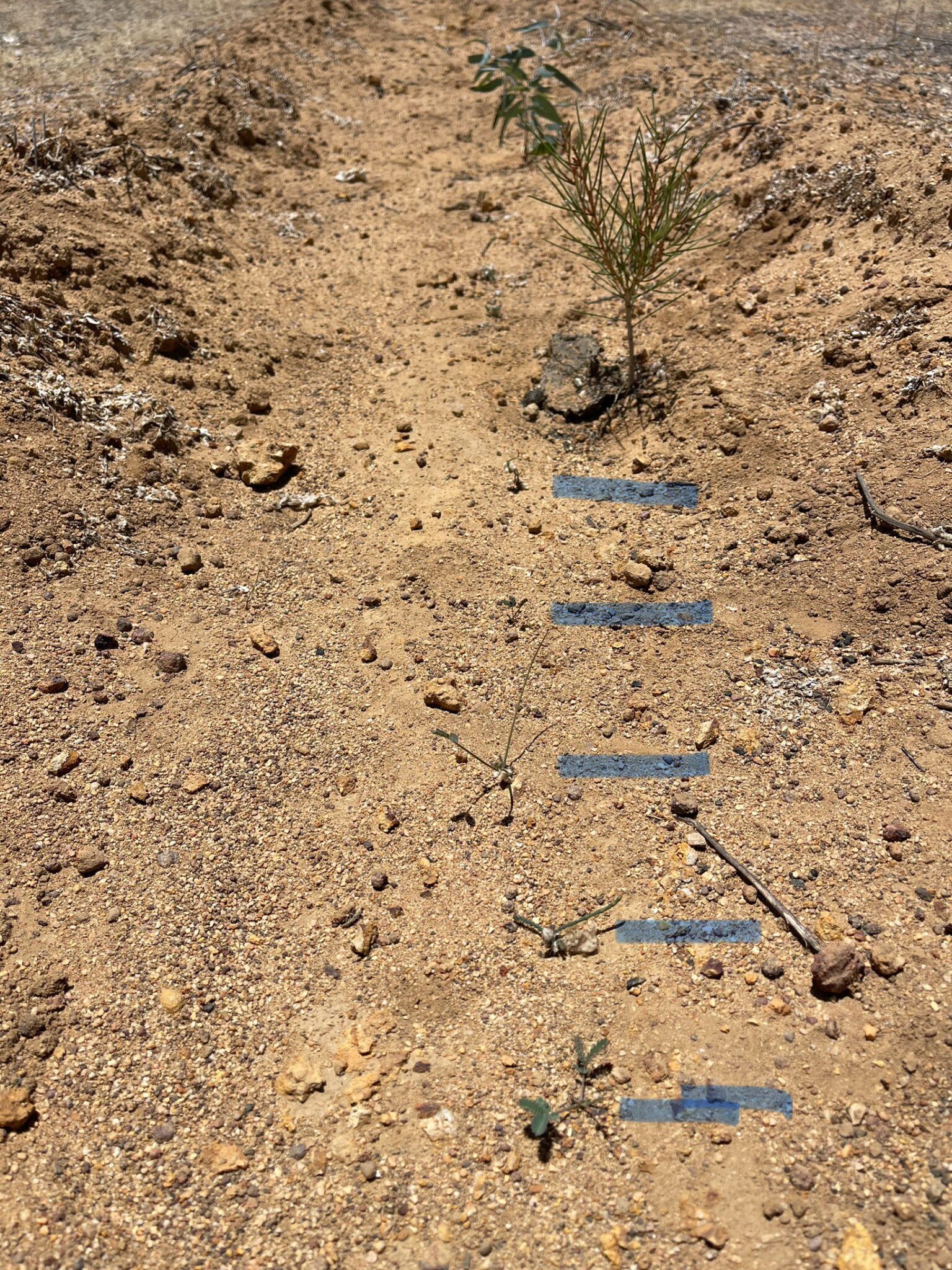 Bush Blocks Guardians Inc.