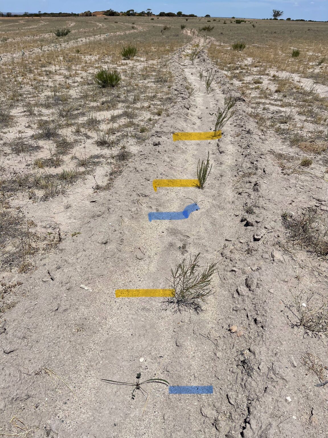 Bush Blocks Guardians Inc.