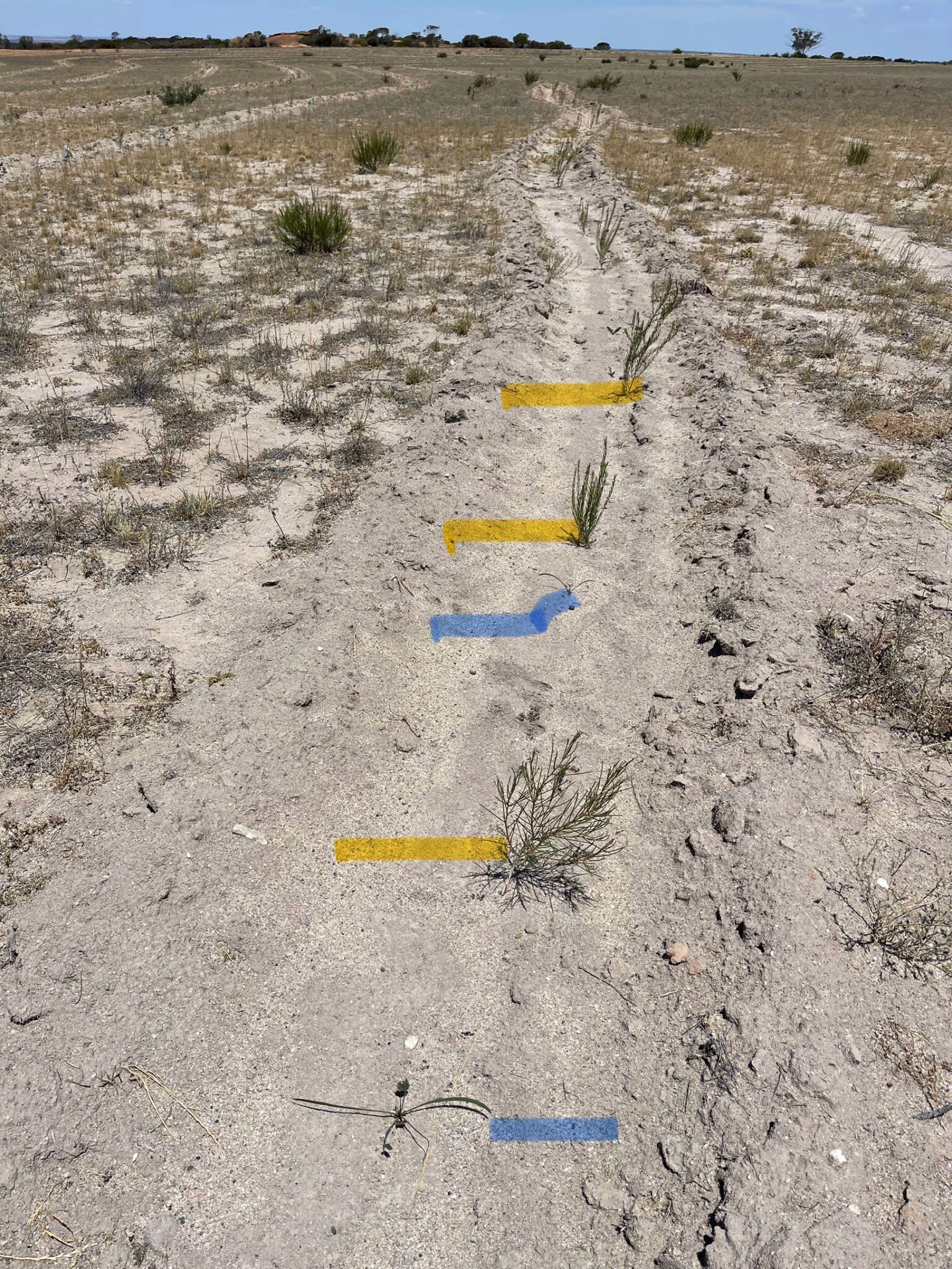 Bush Blocks Guardians Inc.