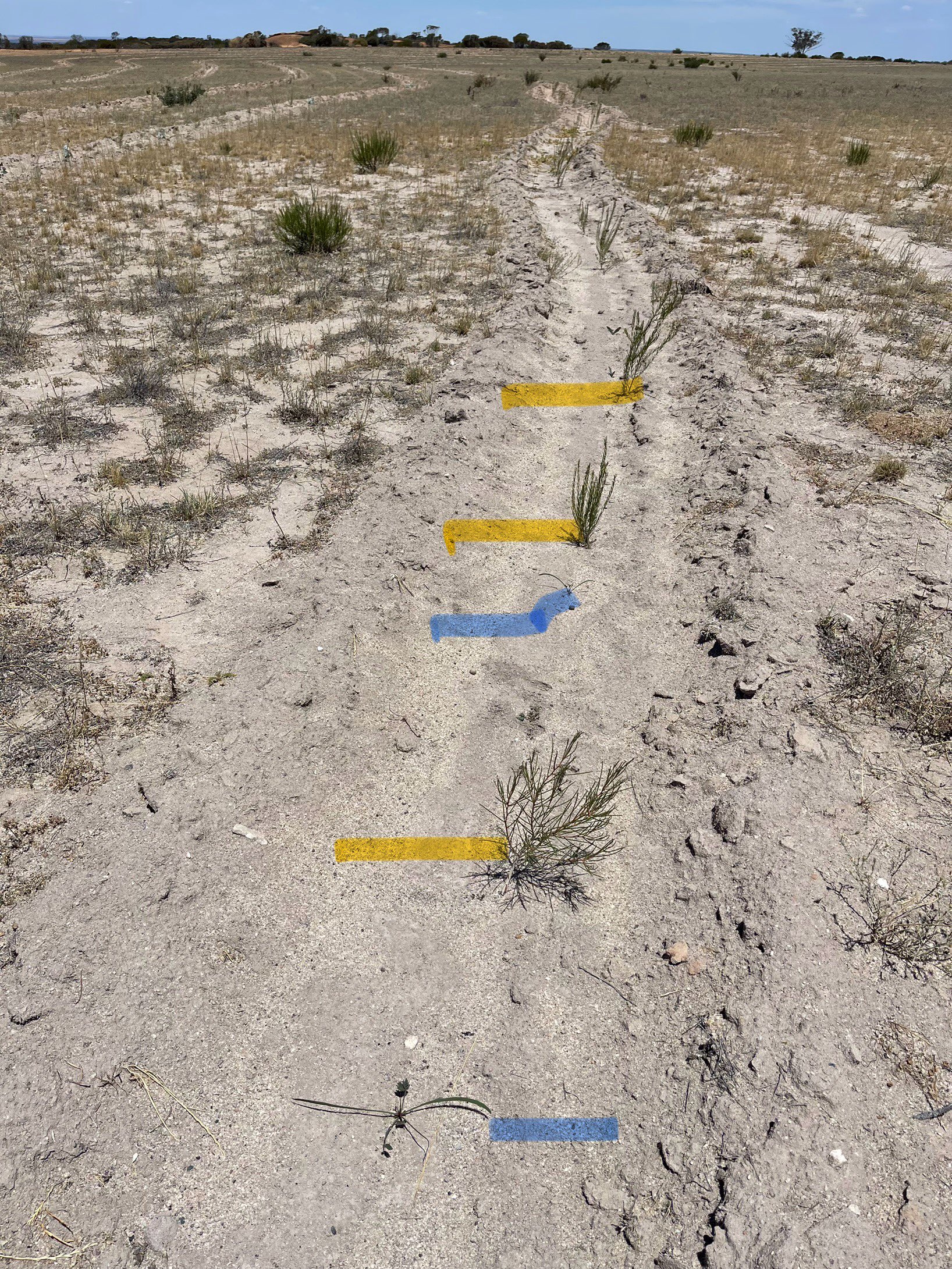 Bush Blocks Guardians Inc.