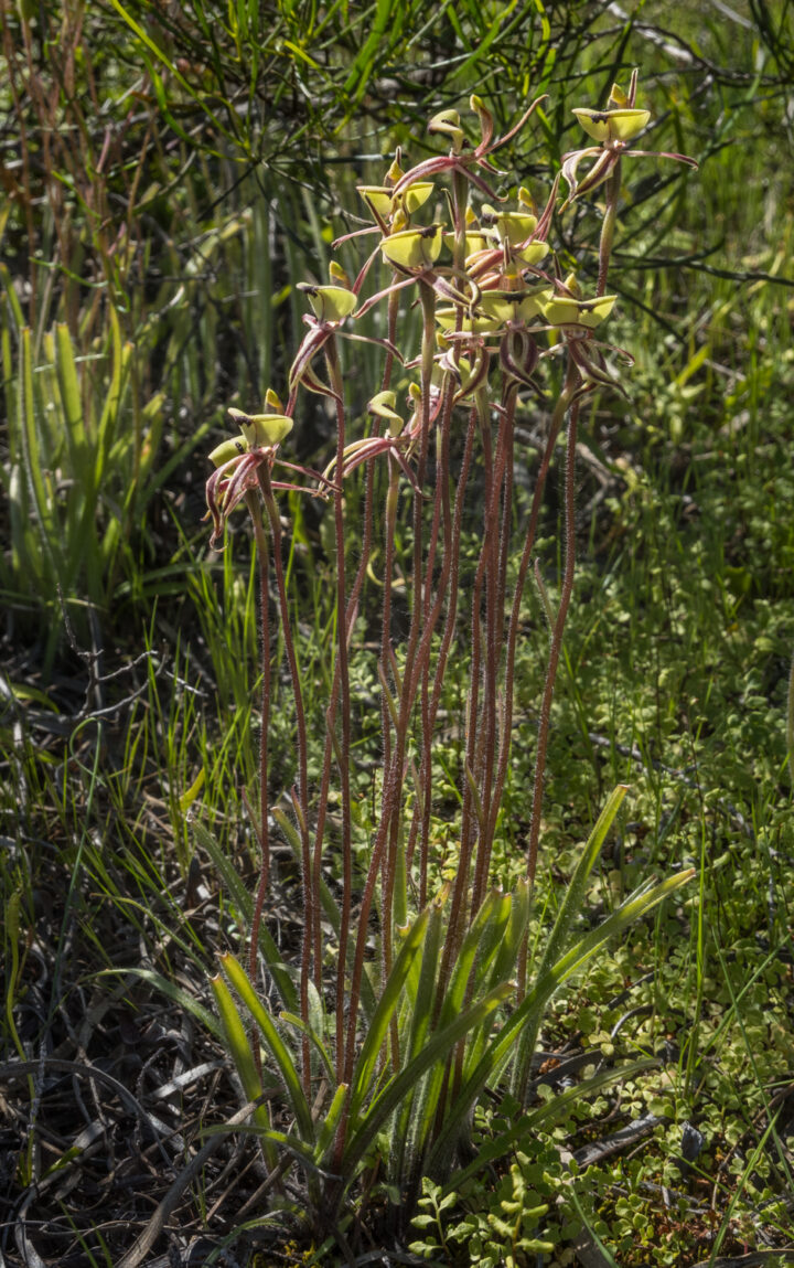 Bush Blocks Guardians Inc.